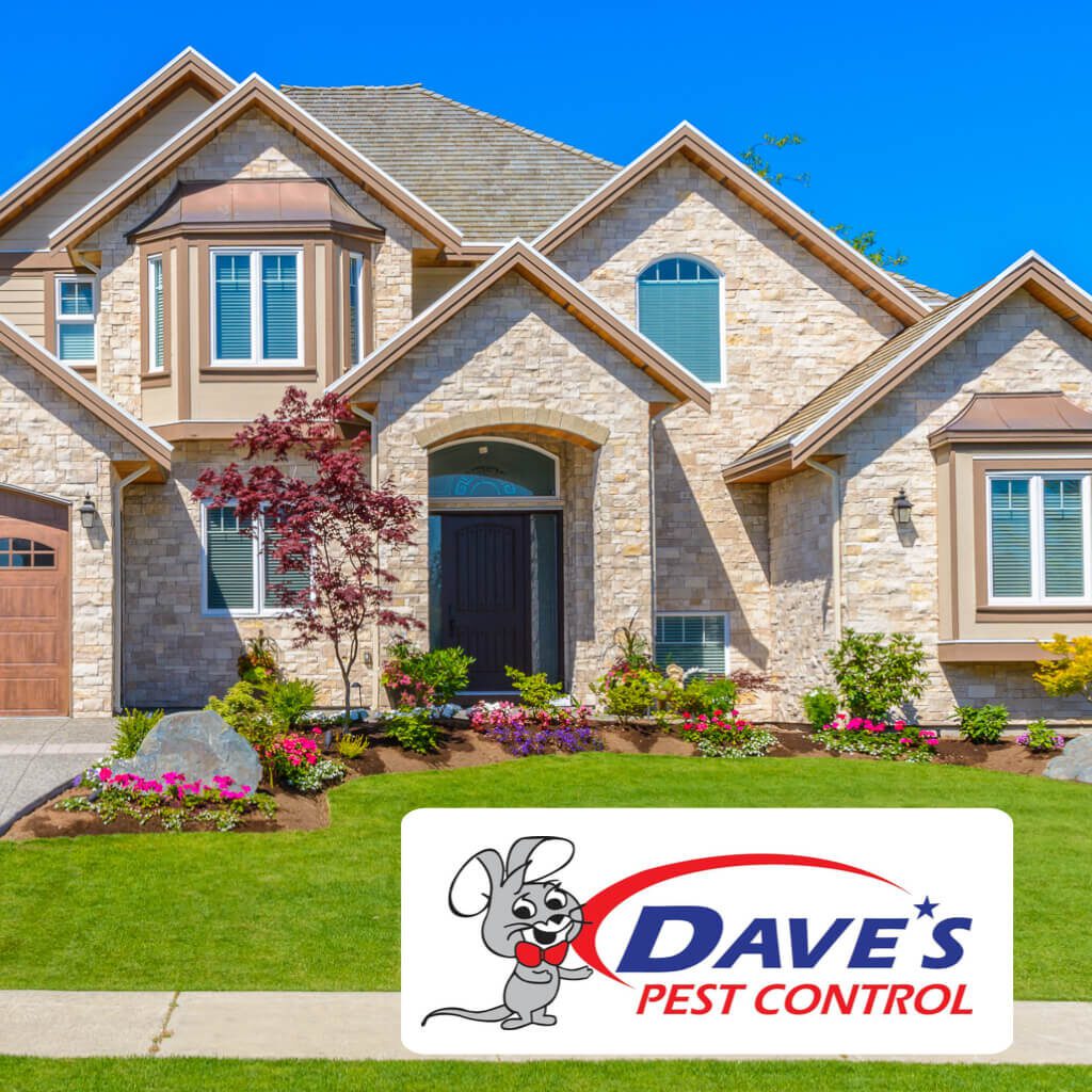 Termite Control | Dave's Termite and Pest Control | Serving Broussard ...